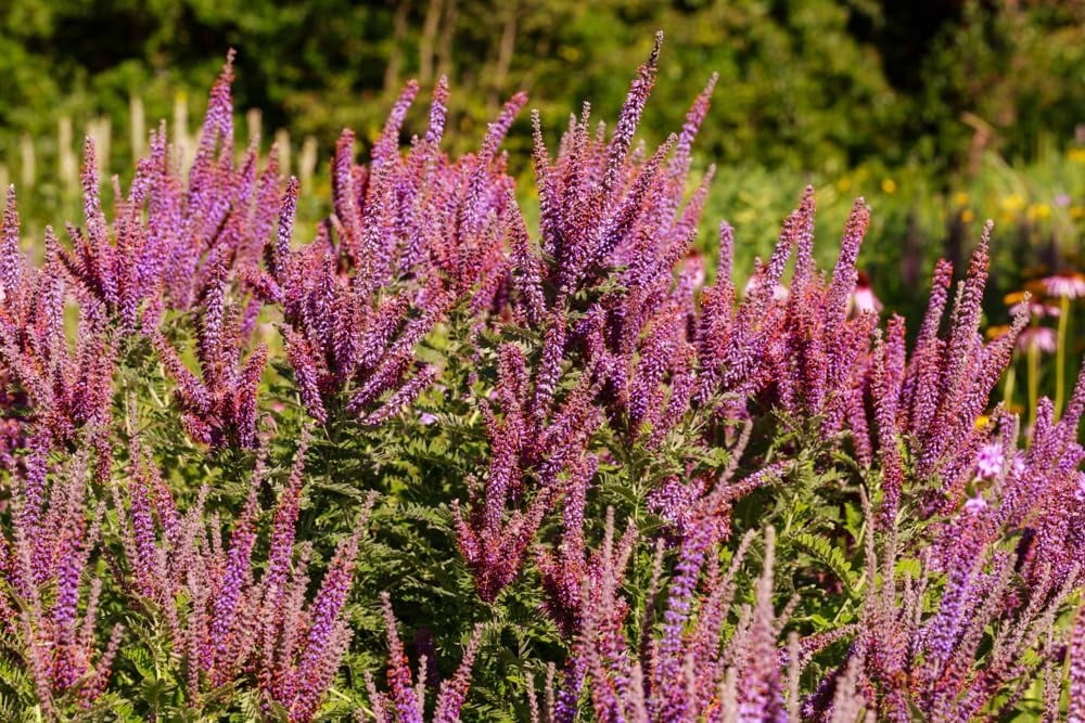 False Indigo Seedlings for Planting 3 Seedling - Walmart.com