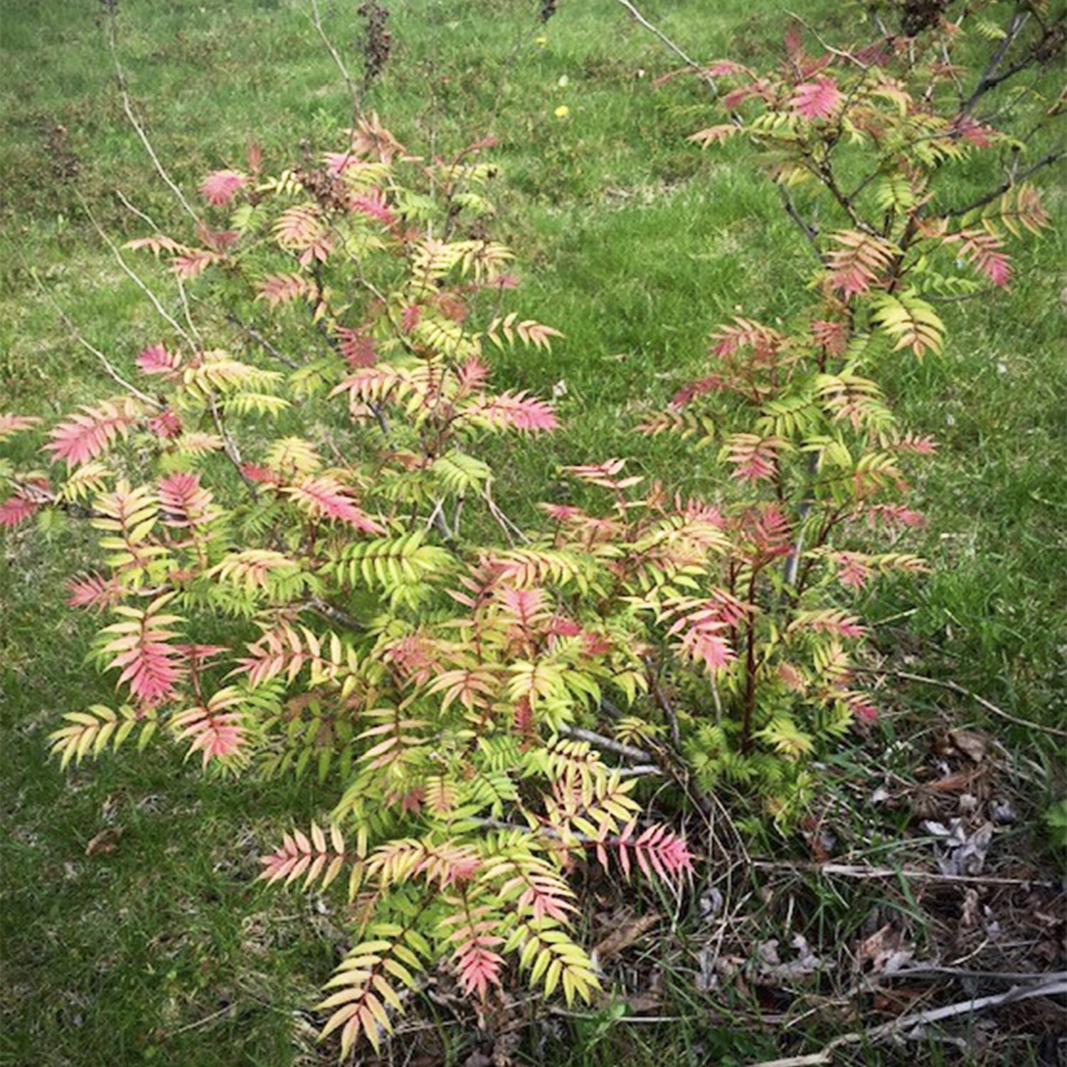 False Spirea Sorbaria Sem Bush Potted Flowering Shrub, in a 2.25 Gal ...