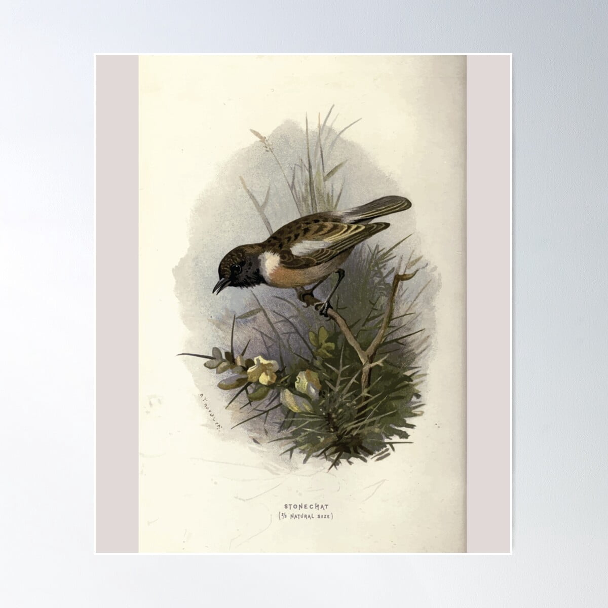 Familiar Wild Birds Swaysland 1883 V3 301 Stonechat Poster Wall Art ...