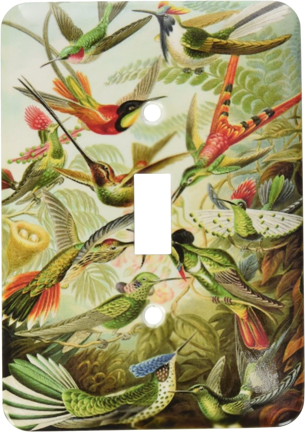 " Famous Biologist Sketch of Hummingbirds 1904" Single Toggle Switch ...