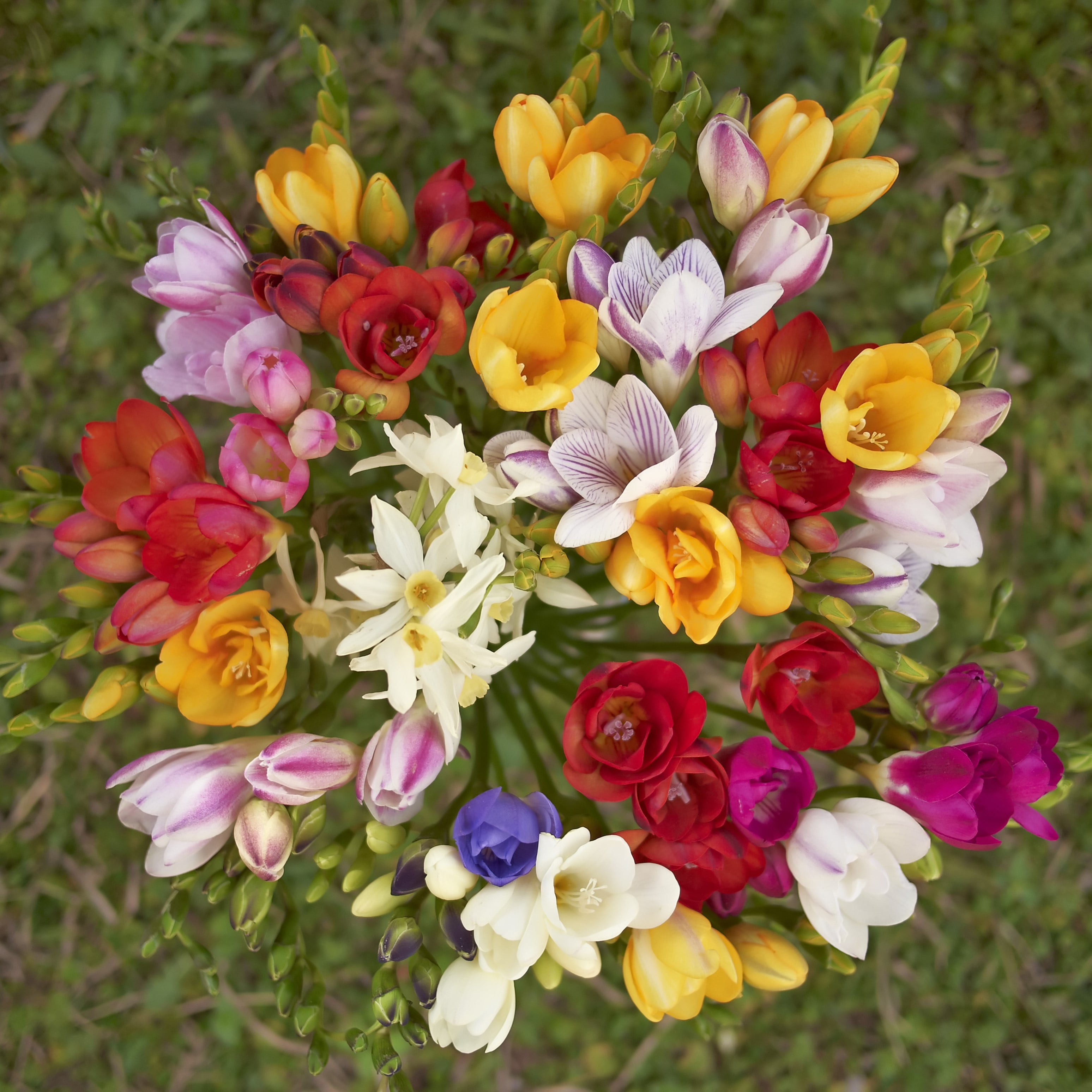 Outdoor Live Full Sun Garden - Mixed Freesia Flowers, 30 Bulbs ...
