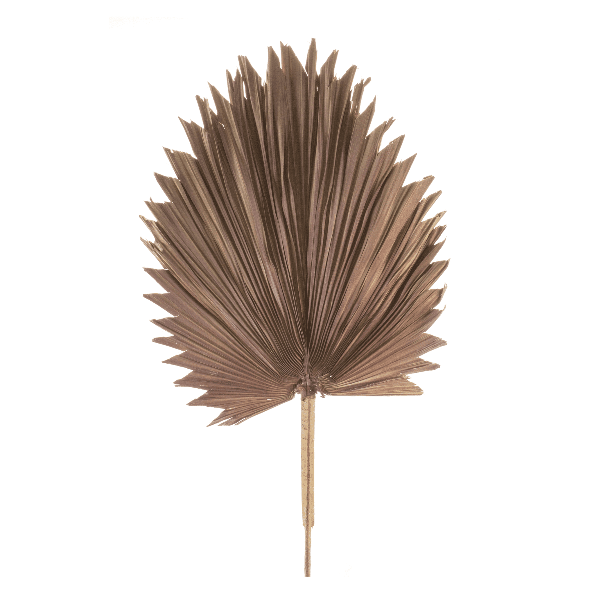Fan Palm Leaf (Set of 6) 42"H Natural Palm[ ] - Walmart.com