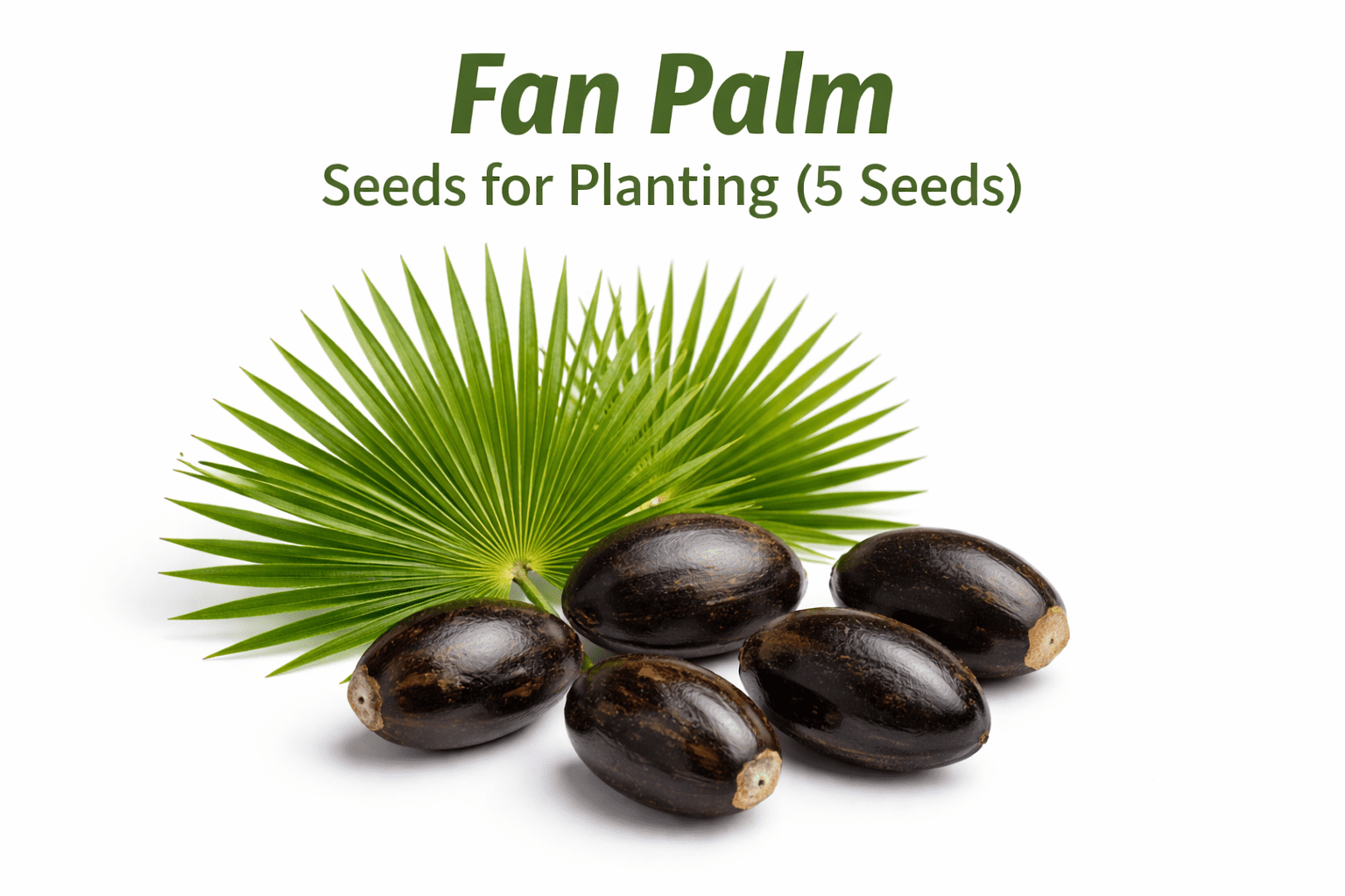 Fan Palm Seeds for Planting (5 Seeds) - Great Indoor Plant or Bonsai ...