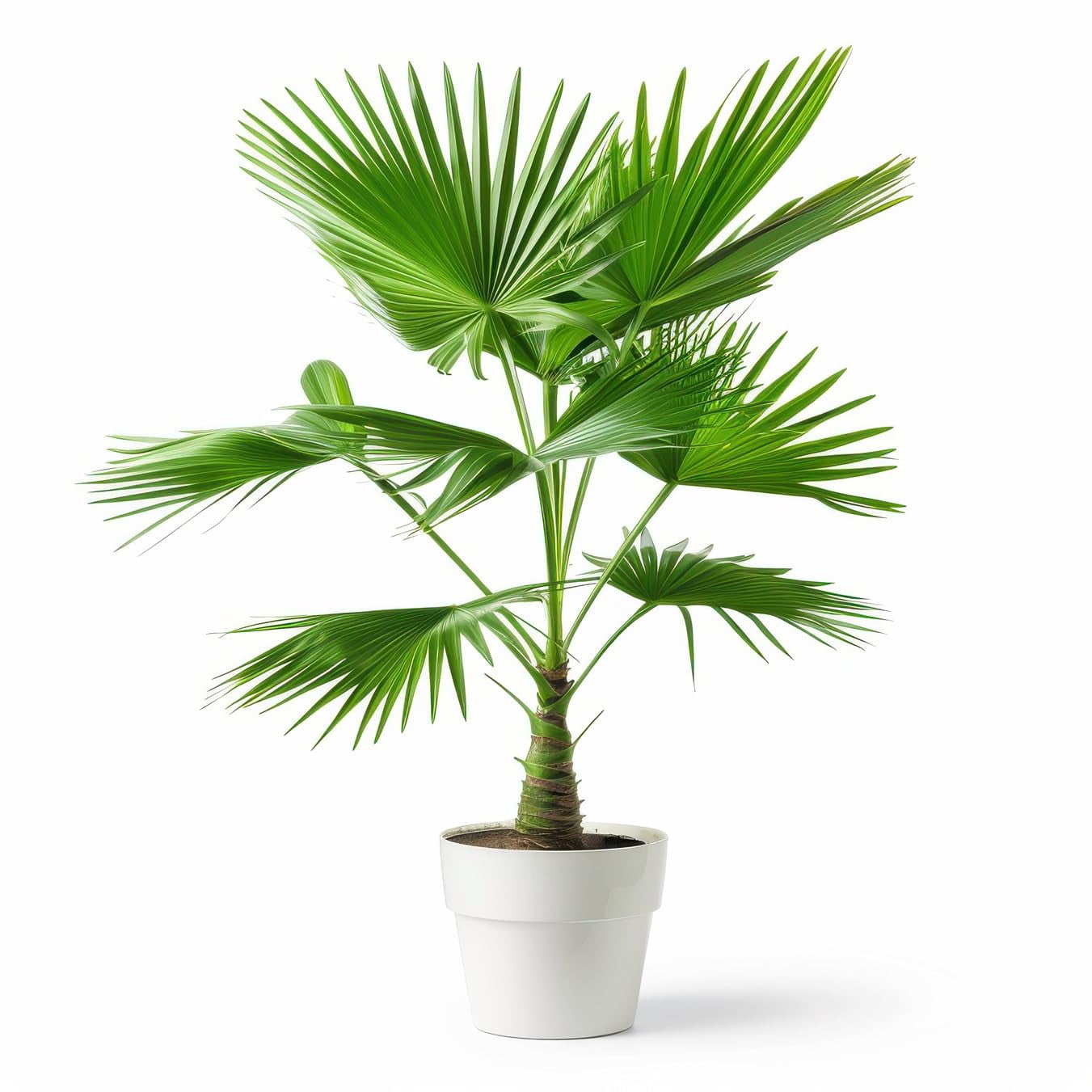 Fan Palm Seeds for Planting (5 Seeds) - Great Indoor Plant or Bonsai ...