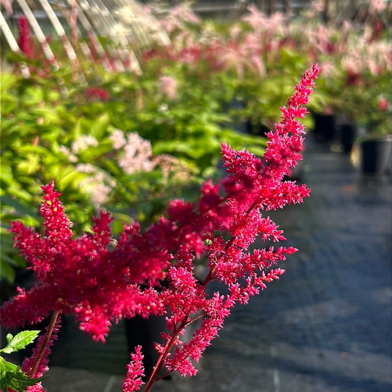 Fanal Astilbe - Astilbe x arendsii 'Fanal' - Walmart.com