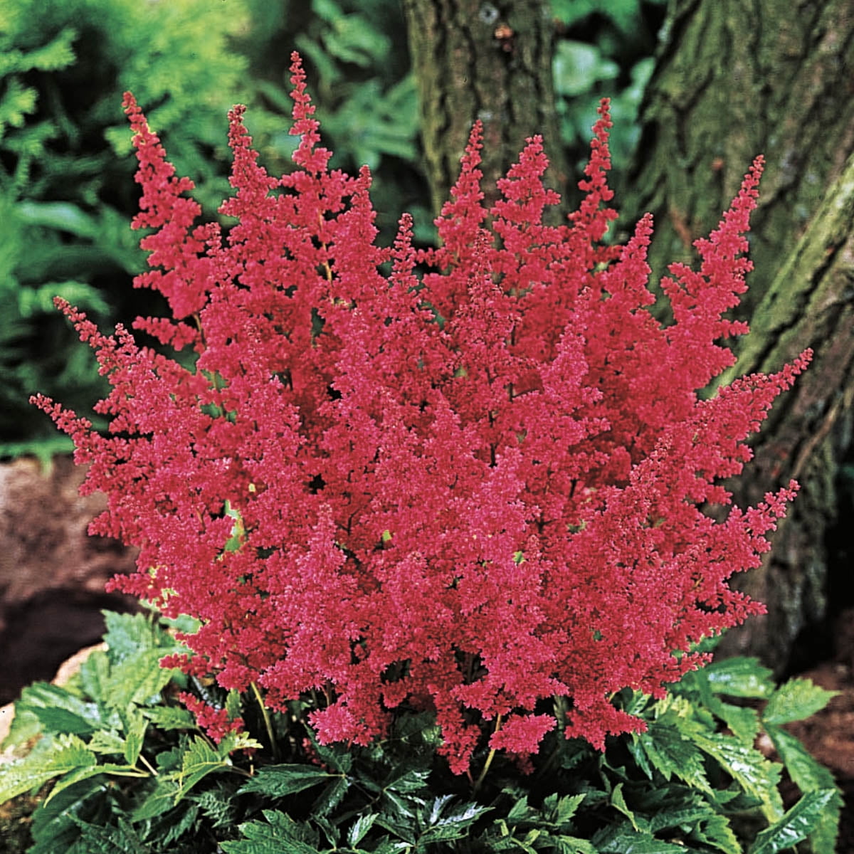 Fanal Red Flowering Astilbe Dormant Bare Root Perennial Starter Plant ...