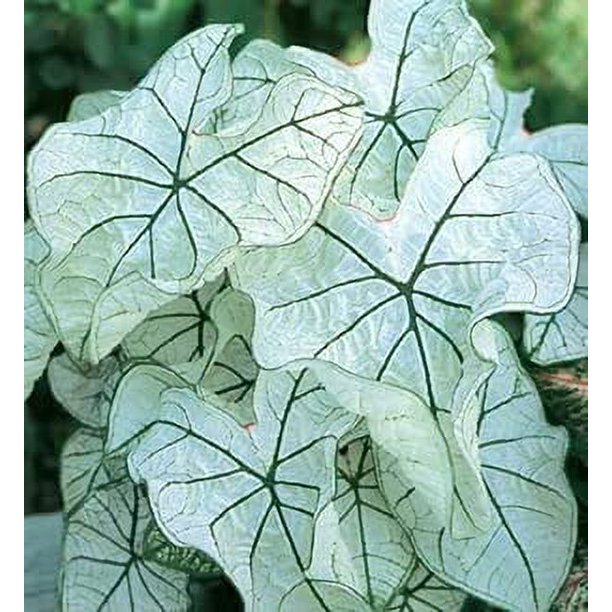Fancy Caladium Bulbs for Planting (2 Bulbs) - Easy & Fast Growing ...