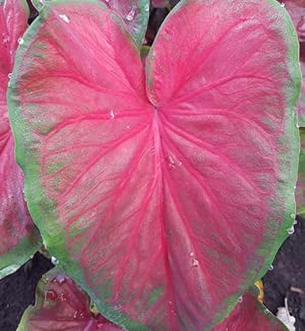 Fancy Caladium Bulbs for Planting (2 Bulbs) - Easy & Fast Growing ...