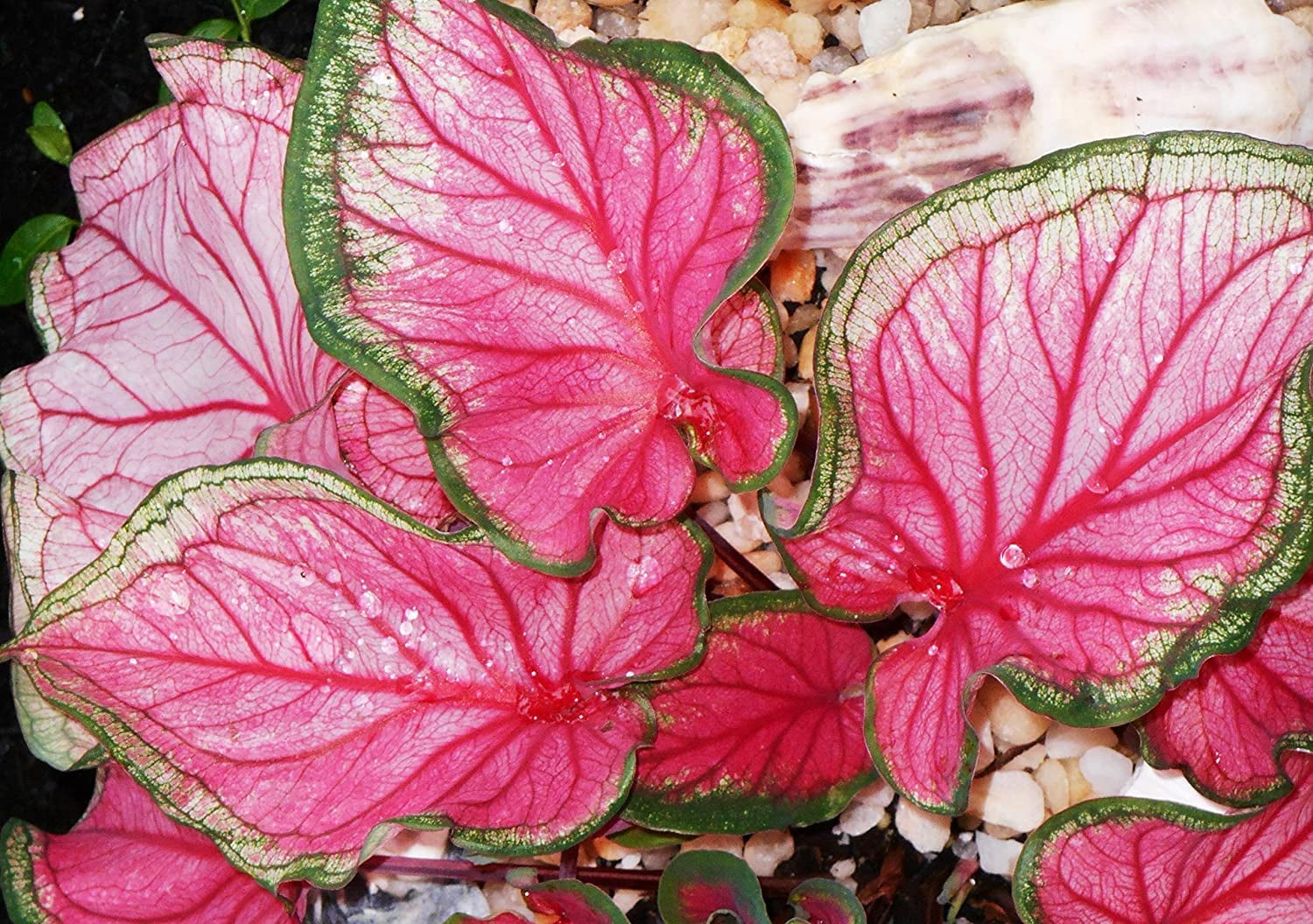 Fancy Caladium Bulbs for Planting (2 Bulbs) - Easy & Fast Growing ...