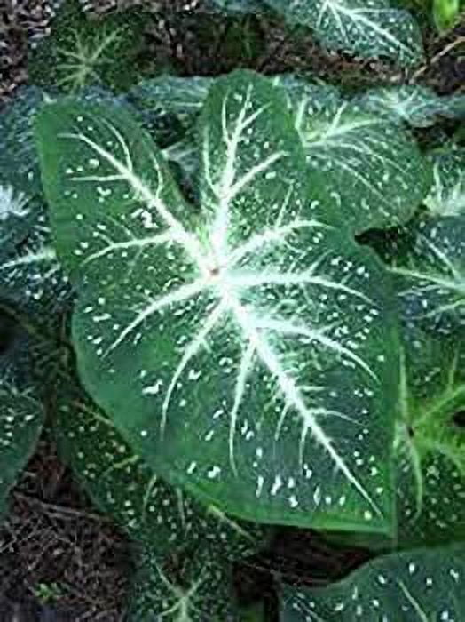 Fancy Caladium Bulbs for Planting (2 Bulbs) - Easy & Fast Growing ...
