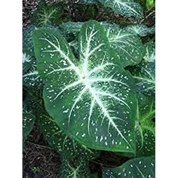 Fancy Caladium Bulbs for Planting (2 Bulbs) - Easy & Fast Growing ...