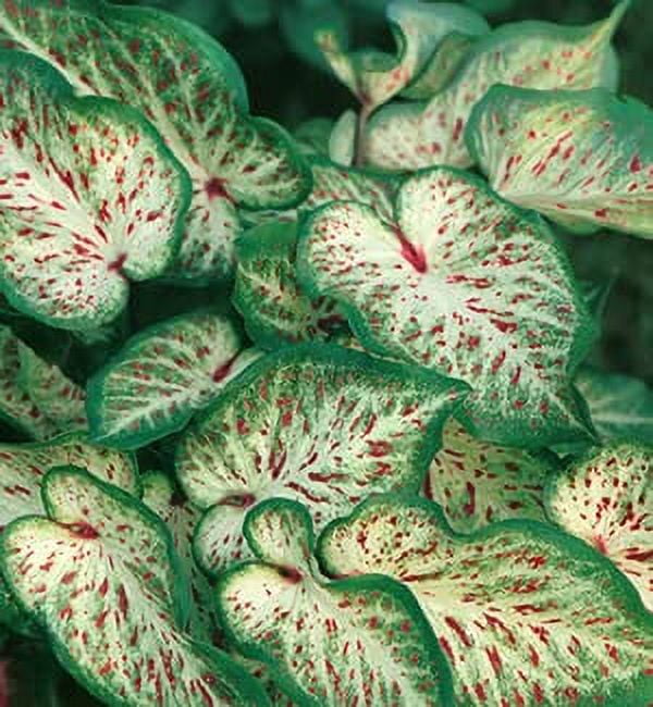Fancy Caladium Bulbs for Planting (2 Bulbs) - Easy & Fast Growing ...