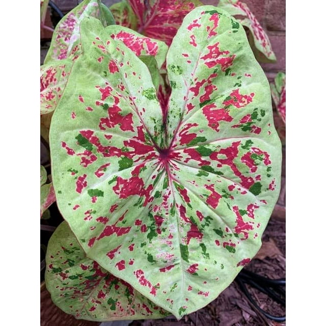 Fancy Caladium Bulbs for Planting (2 Bulbs) - Easy & Fast Growing ...