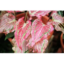 Fancy Caladium Bulbs for Planting (2 Bulbs) - Easy & Fast Growing ...
