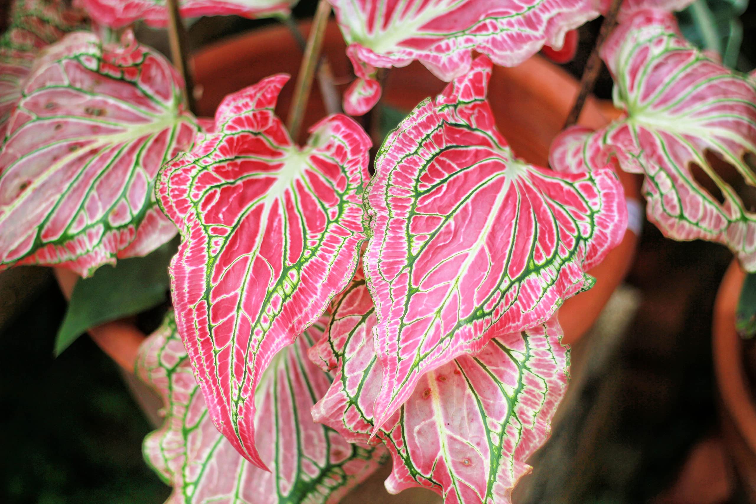 Fancy Caladium Bulbs for Planting (2 Bulbs) - Easy & Fast Growing ...