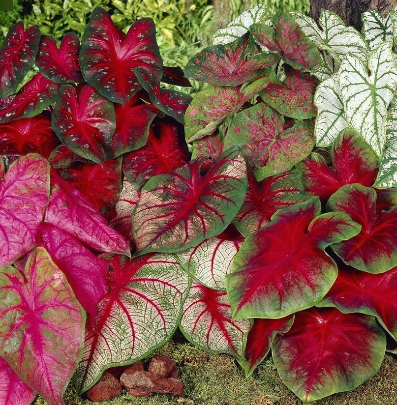 10 Fancy Coloration Mixed Caladium Plant Bulbs, Stunning Color Easy to ...