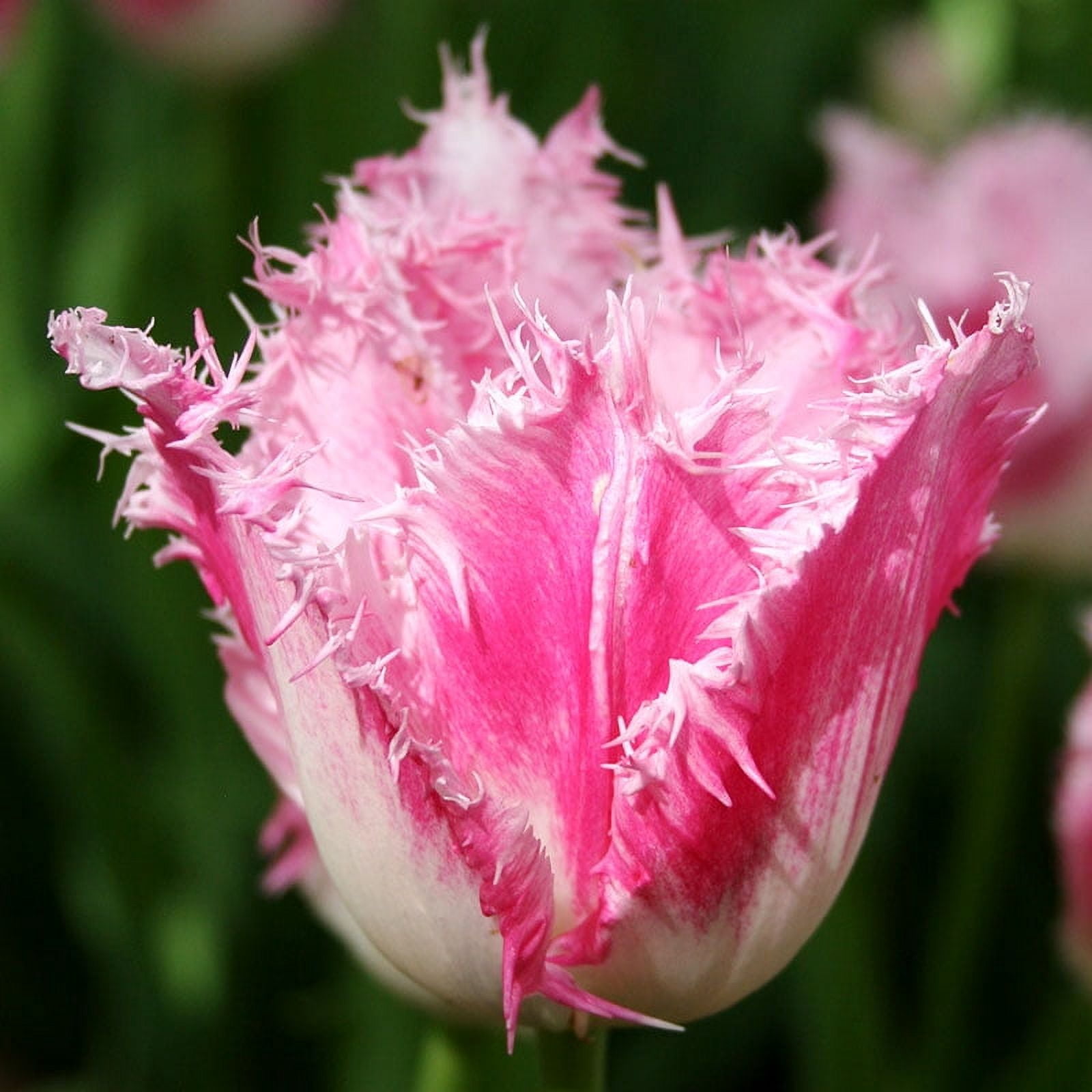 Fancy Frills Fringed Tulip Flower Bulbs - 12 Bulbs per Pack - Good as ...