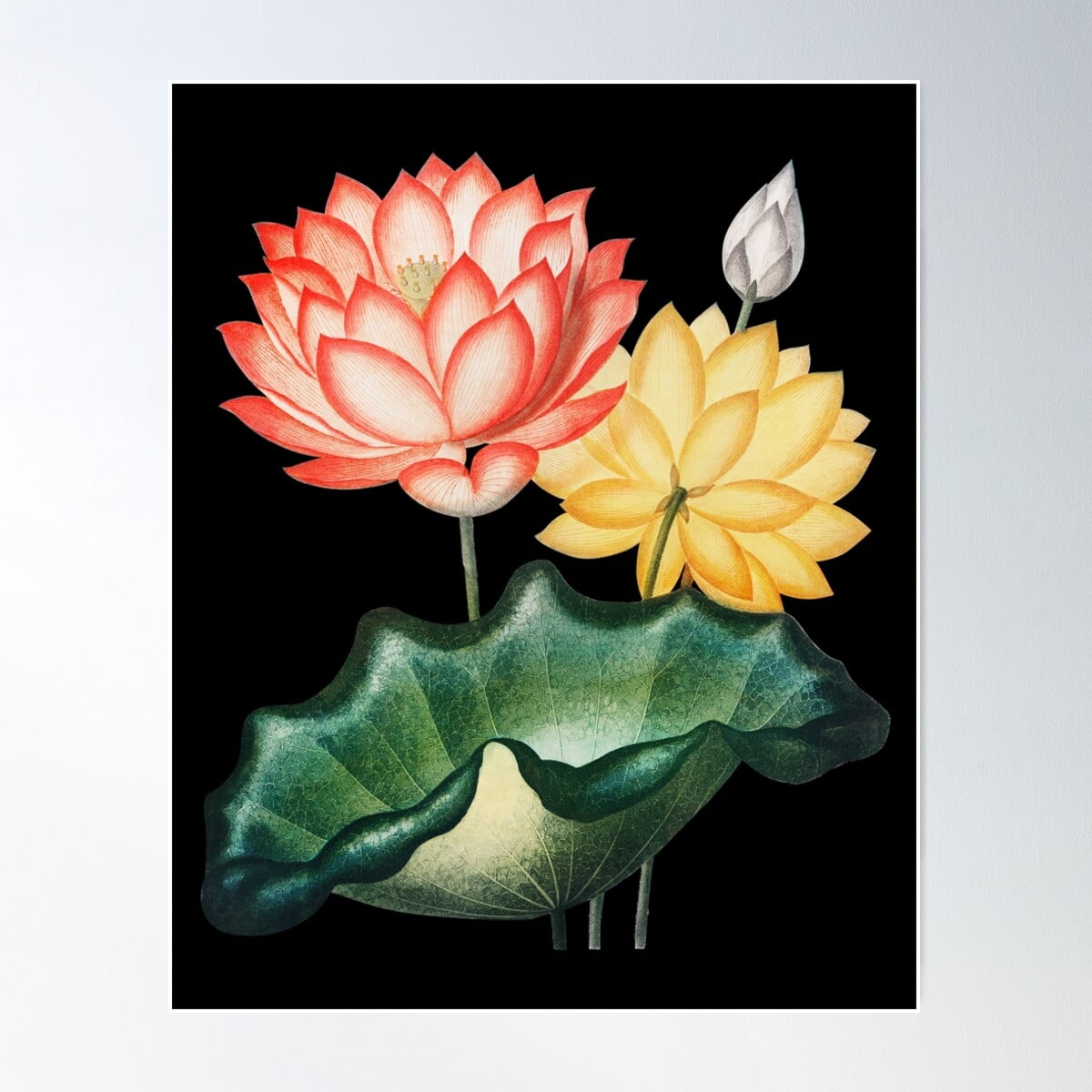 Fancy Lotus Flowers Poster Wall Art, Modern Wall Decor For Living Room ...