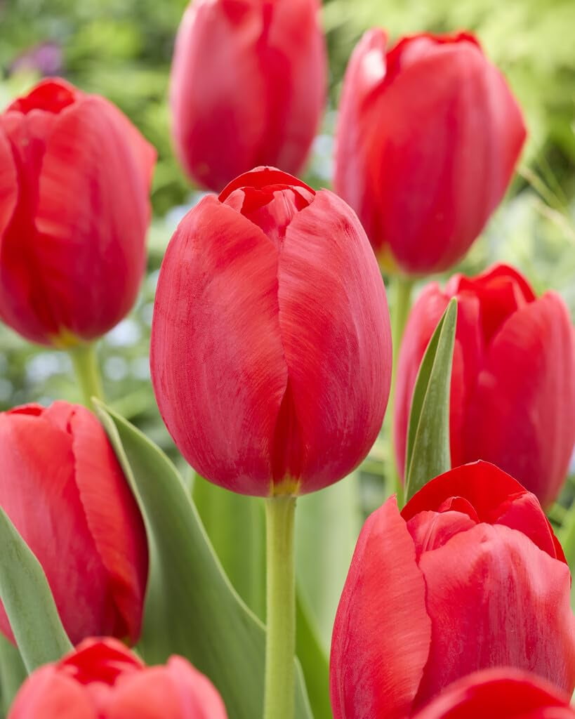 Fancy Red Tulip Bulbs for Planting, Easy to Grow Perennial Flower Bulbs - Walmart.com
