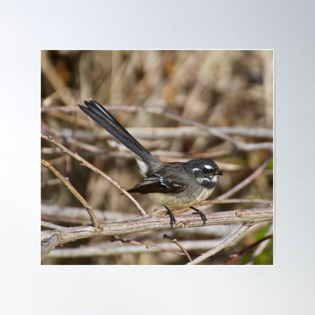 Fantail ~ Grey Fantail Ftl5Pykk By David Irwin Poster Wall Art, Modern ...