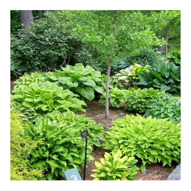 Mixed Heart-Shaped Hosta Plants - 3 Bare Roots - Rich Green Foliage ...