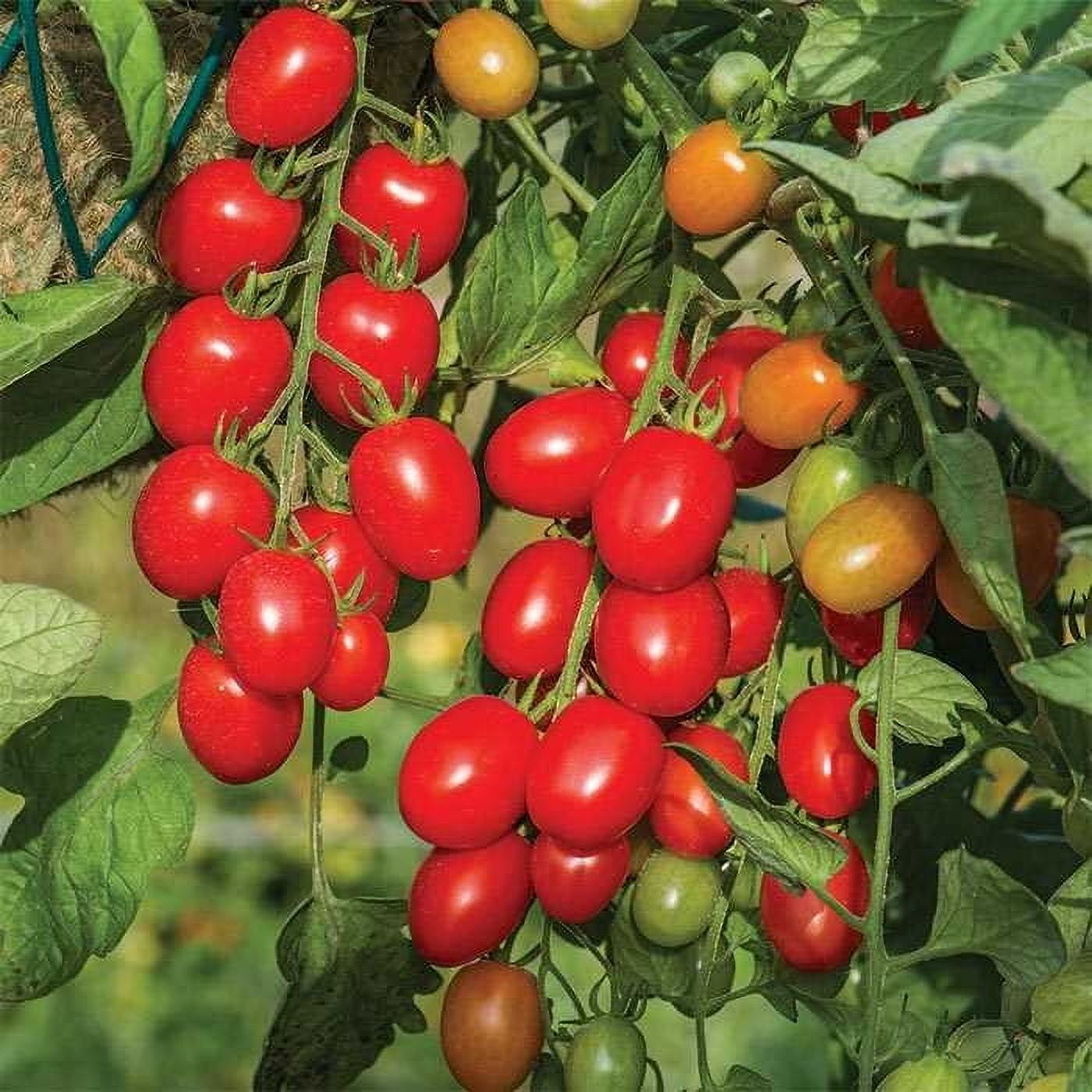 Fantastico Tomato Plants | Two Live Garden Plants | Non-GMO ...