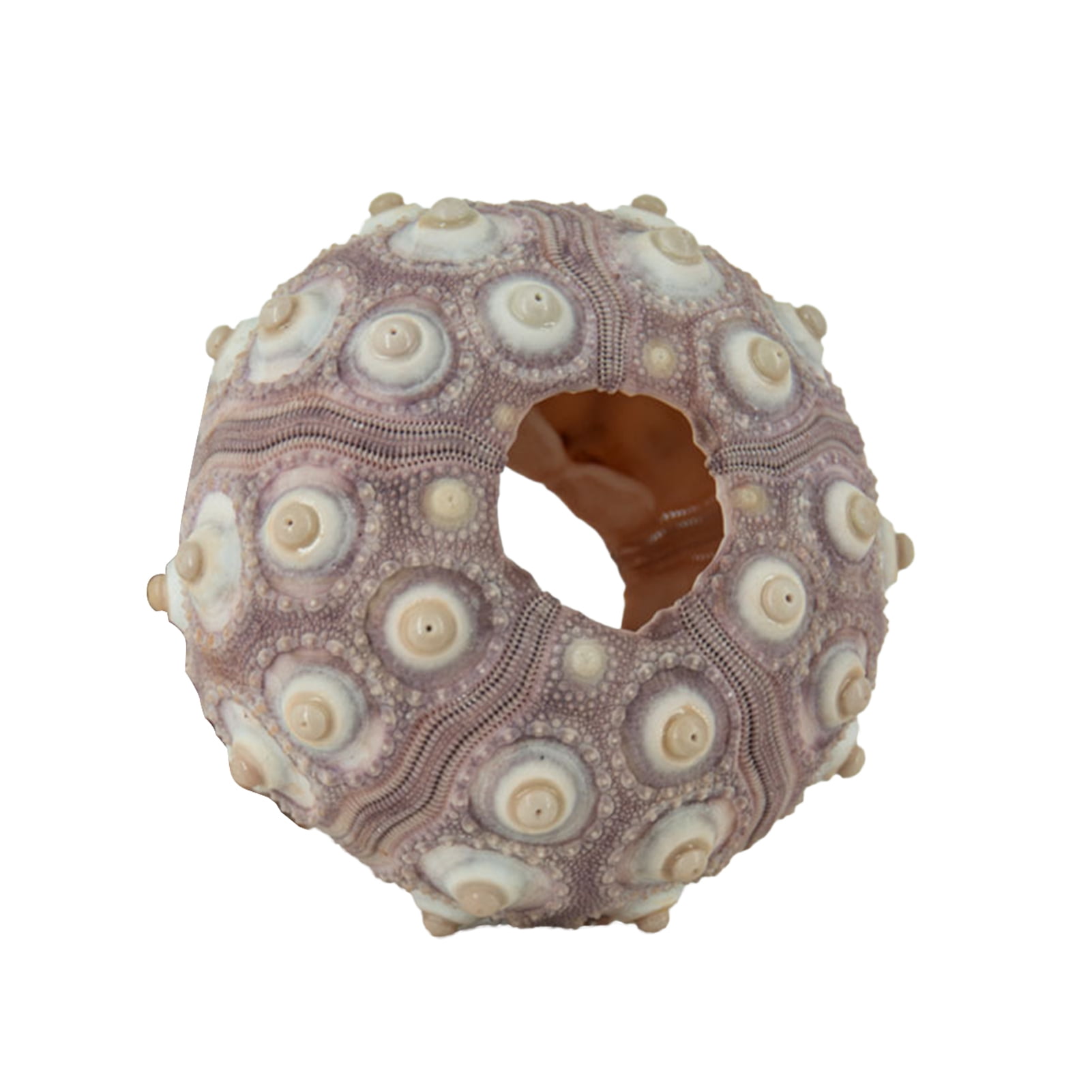 Farfi Sea Urchin Shell High Durability Exquisite Shape Eye-catching ...