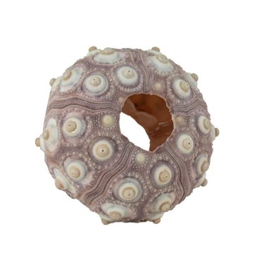 Farfi Simulation Starfish Lifelike Realistic Plastic Cute Artificial ...