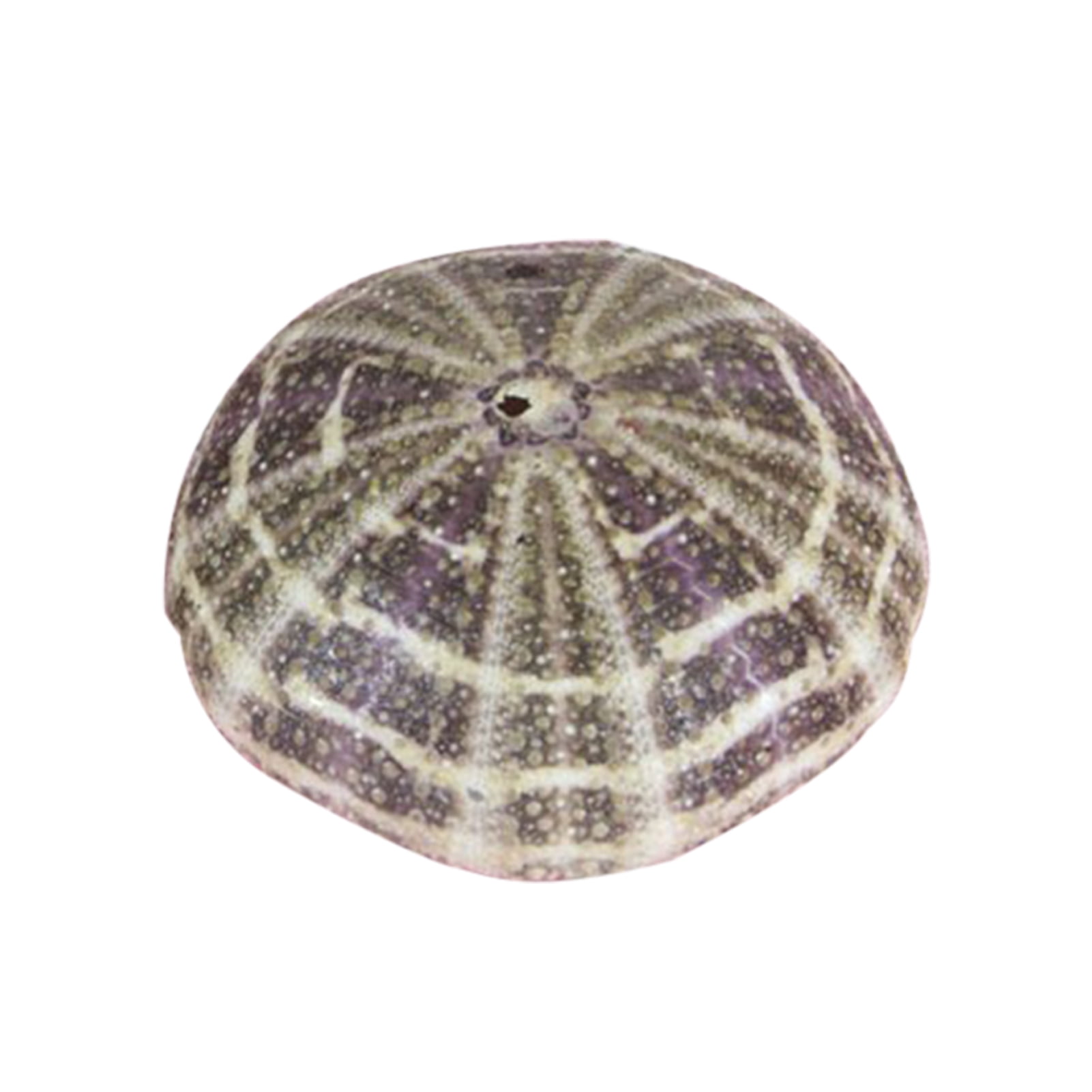 Farfi Sea Urchin Shell High Durability Exquisite Shape Eye-catching ...