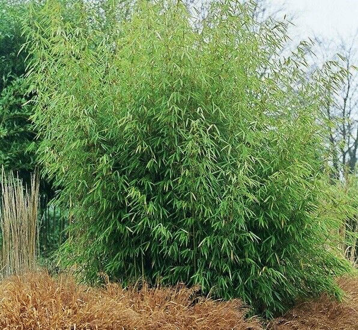 Fargesia robusta ‘Pingwu’ live clumping bamboo plant for hedge/specimen ...