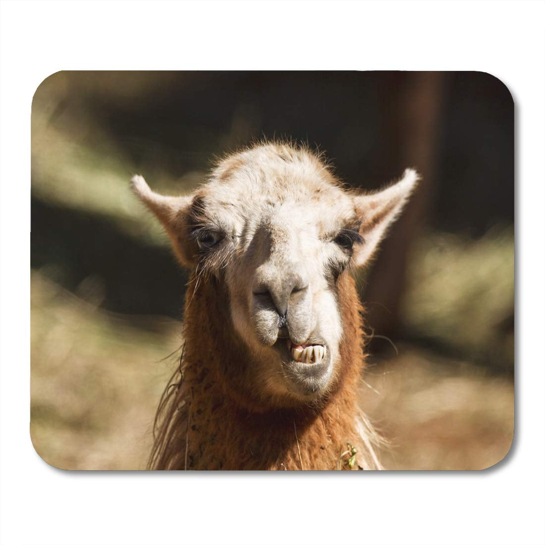 Farm Brown Lama Glama in Park Cute Llamas Mousepad Mouse Pad Mouse Mat ...