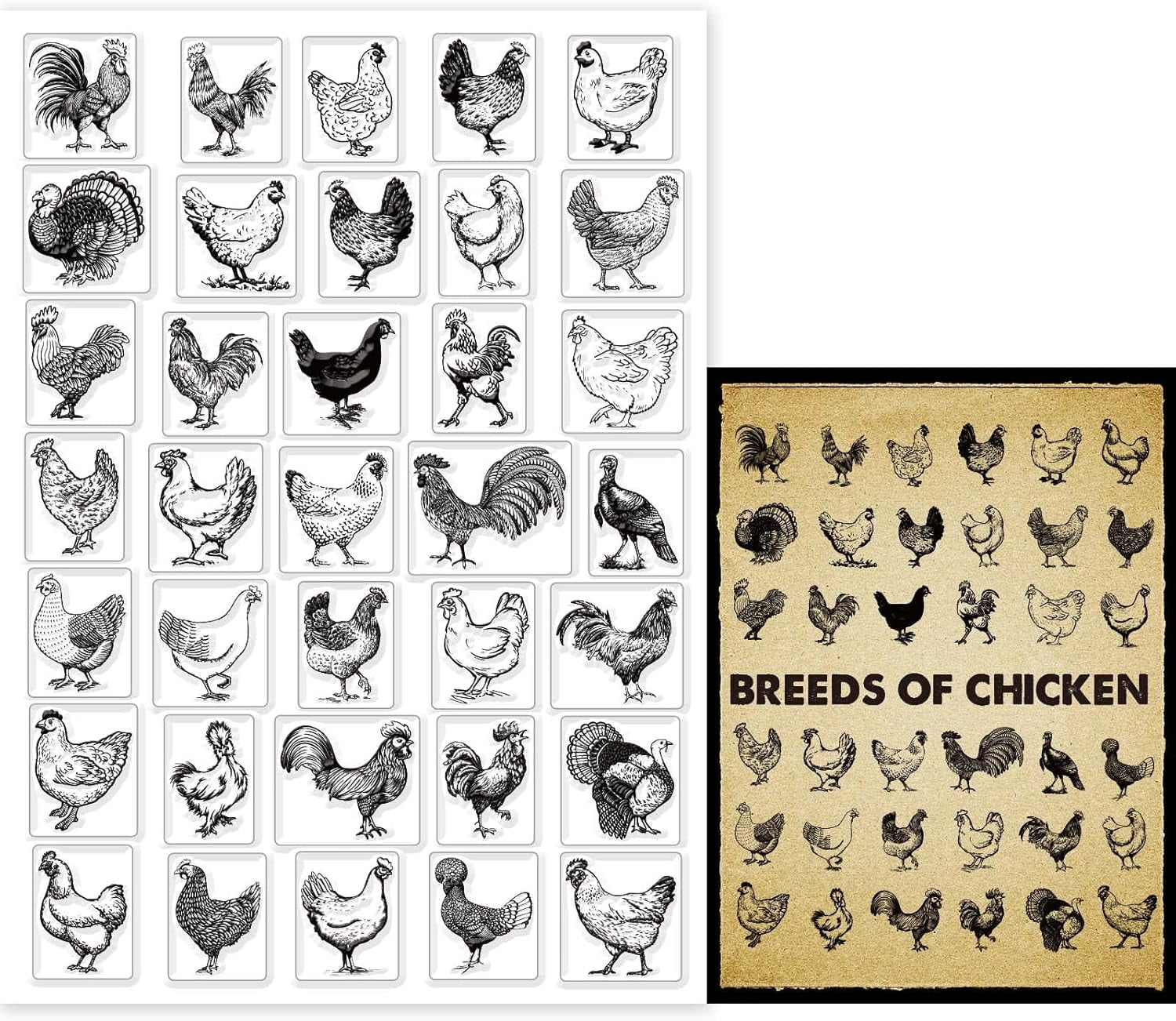 Farm Chicken Clear Stamps for Card Making Decorative Breed of Chicken ...