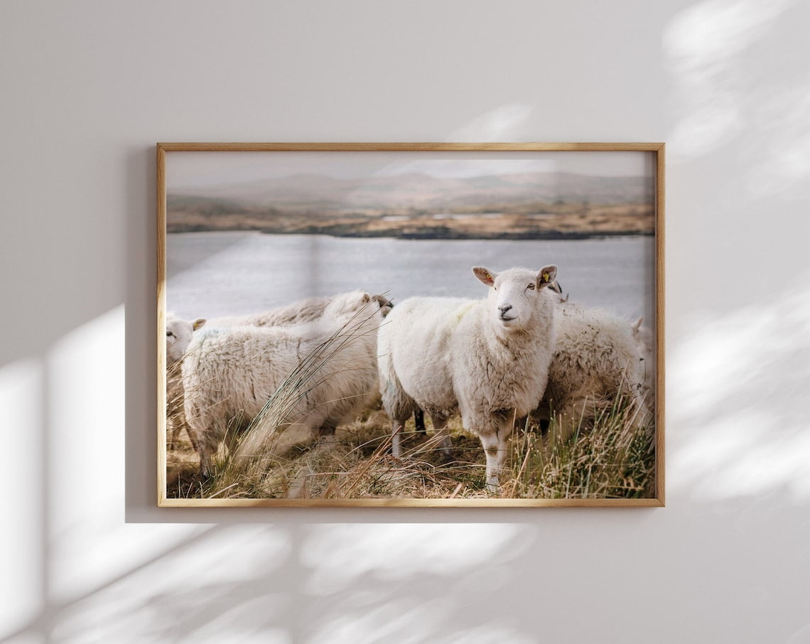 Farm Photography Print, Sheeps Poster, Farm Animals Print, Rustic Wall Art, Modern Wall Decor ...
