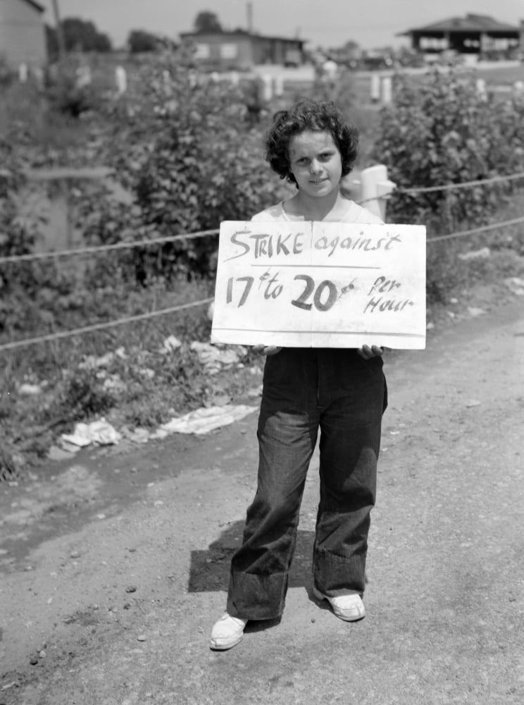Farm Strike, 1938. /Na Girl In The Picket Line At The King Farm Strike ...