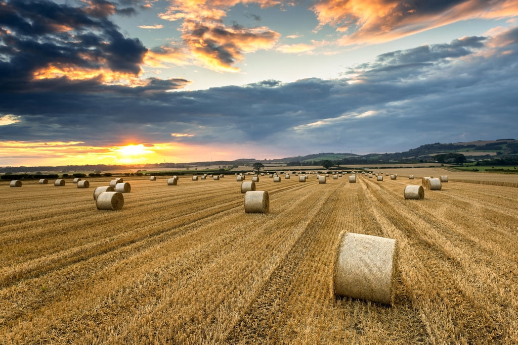 Farmers Field Full of Hay Bales at Sunset Roseberry Topping Photo ...