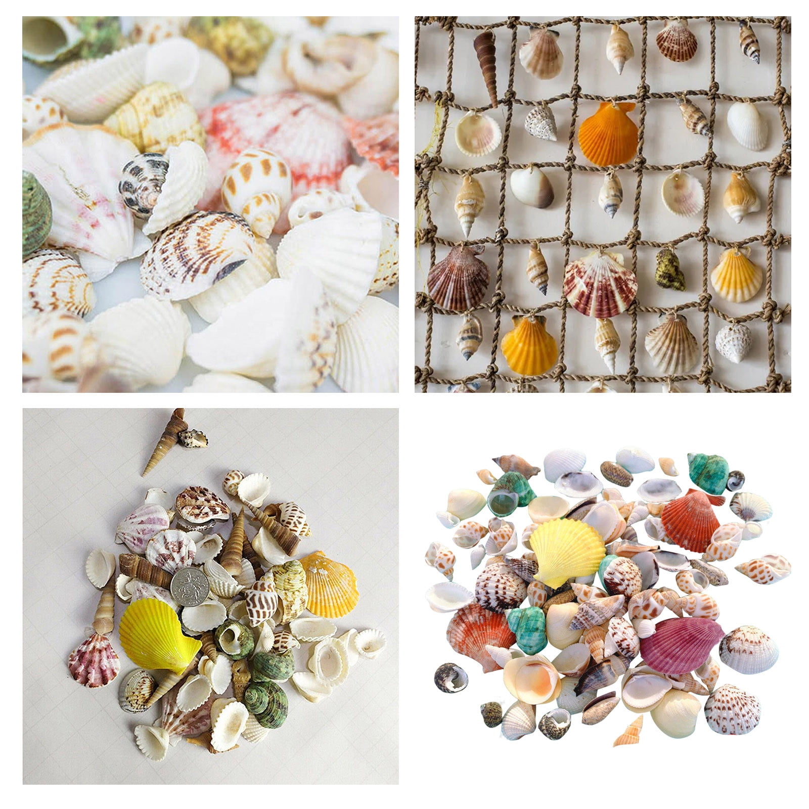 Farmhouse 100g Mixed Beach Shells Mixed Sea Shells Craft Sea Shells ...