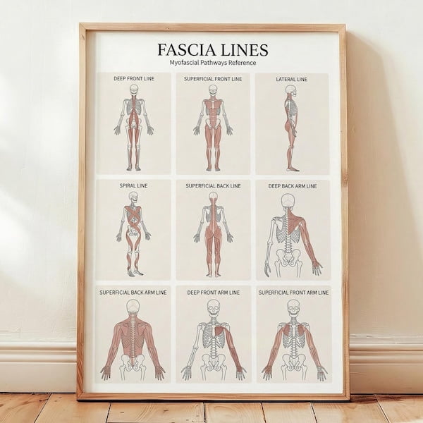 Fascia Lines Anatomy Poster Printable, Myofascial Lines Chart ...