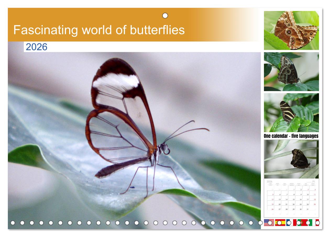Fascinating world of butterflies (Monthly Wall Calendar 2026 11.7 x 16. ...