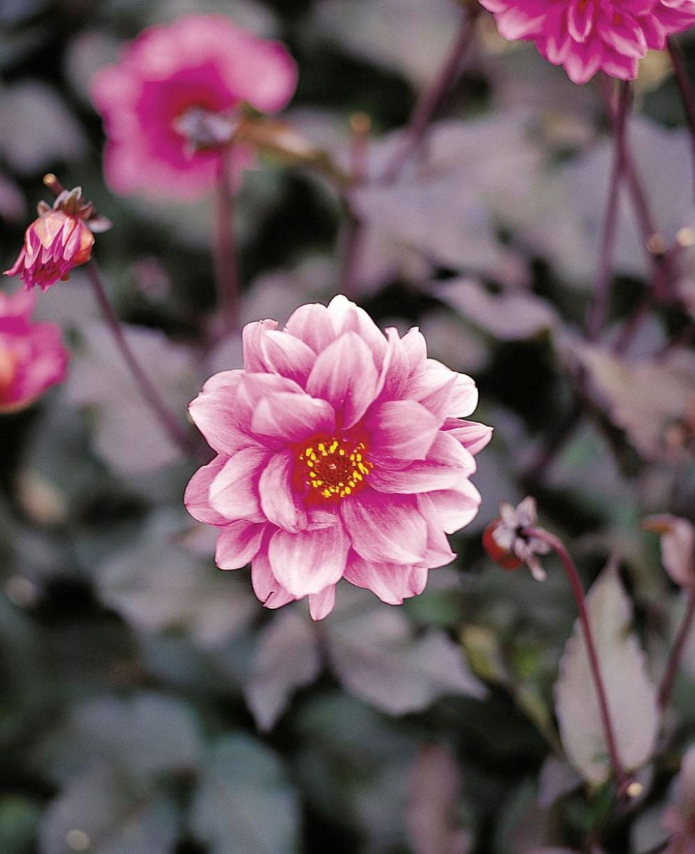 Fascination Dahlia Bulb - Bronze Leaves/Pink Flowers - #1 Size Root ...