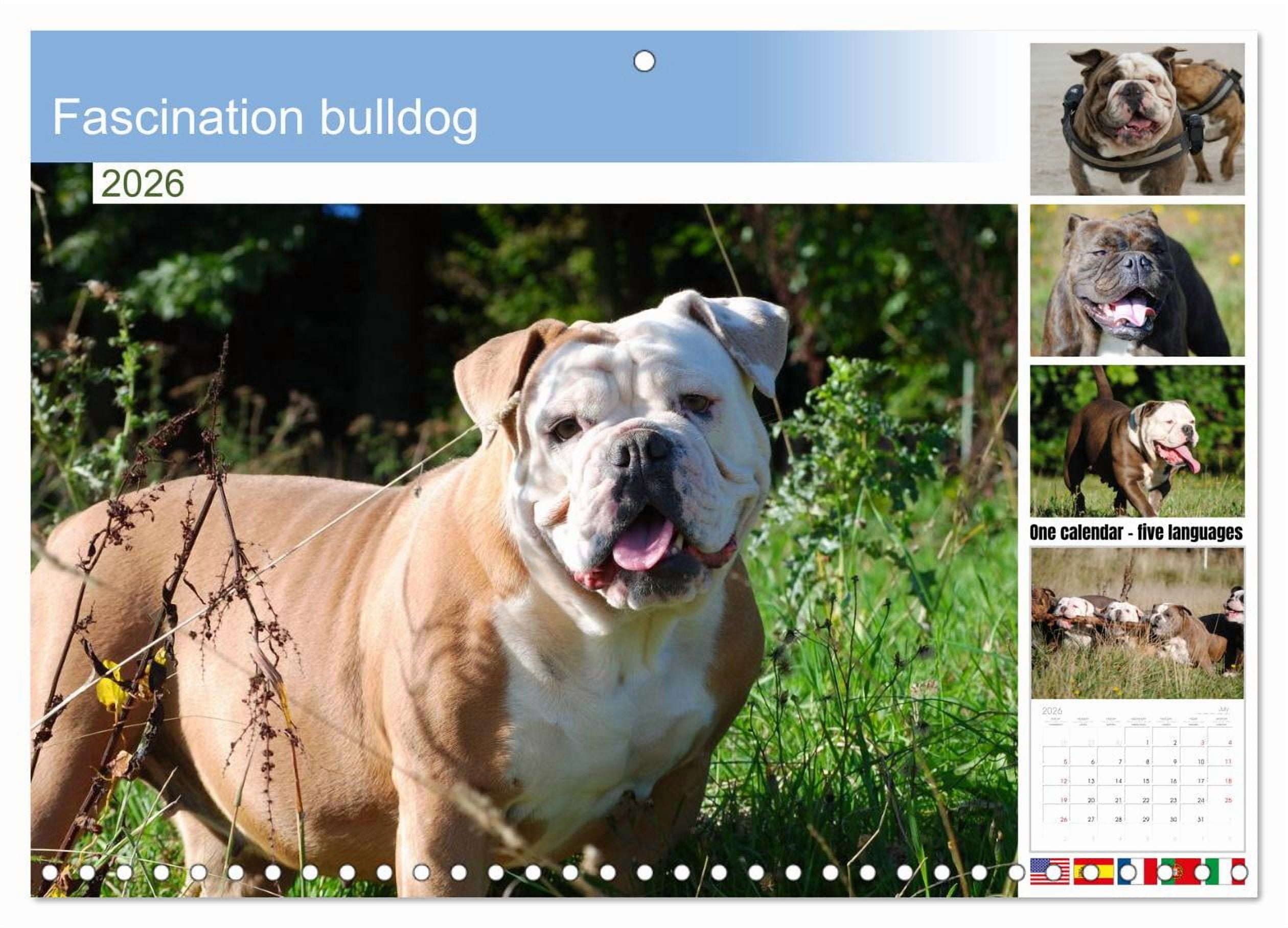 Fascination bulldog (Monthly Wall Calendar 2026 16.5 x 23.4 (open ...