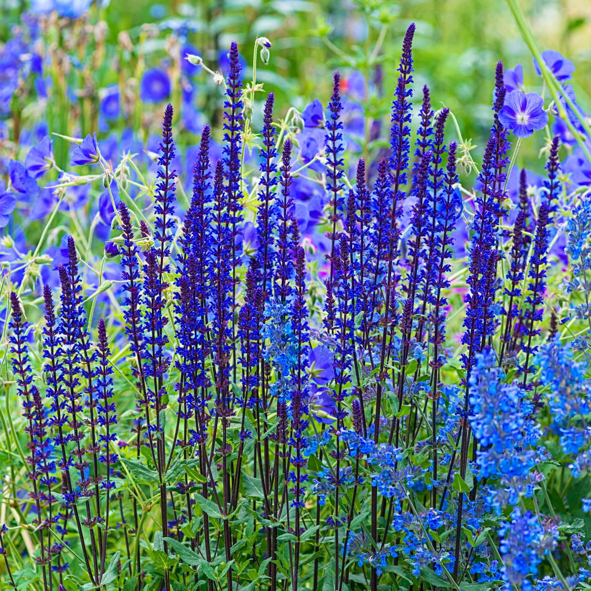 Fashionista® Midnight Model Blue Flowering Salvia Dormant Bare Root ...