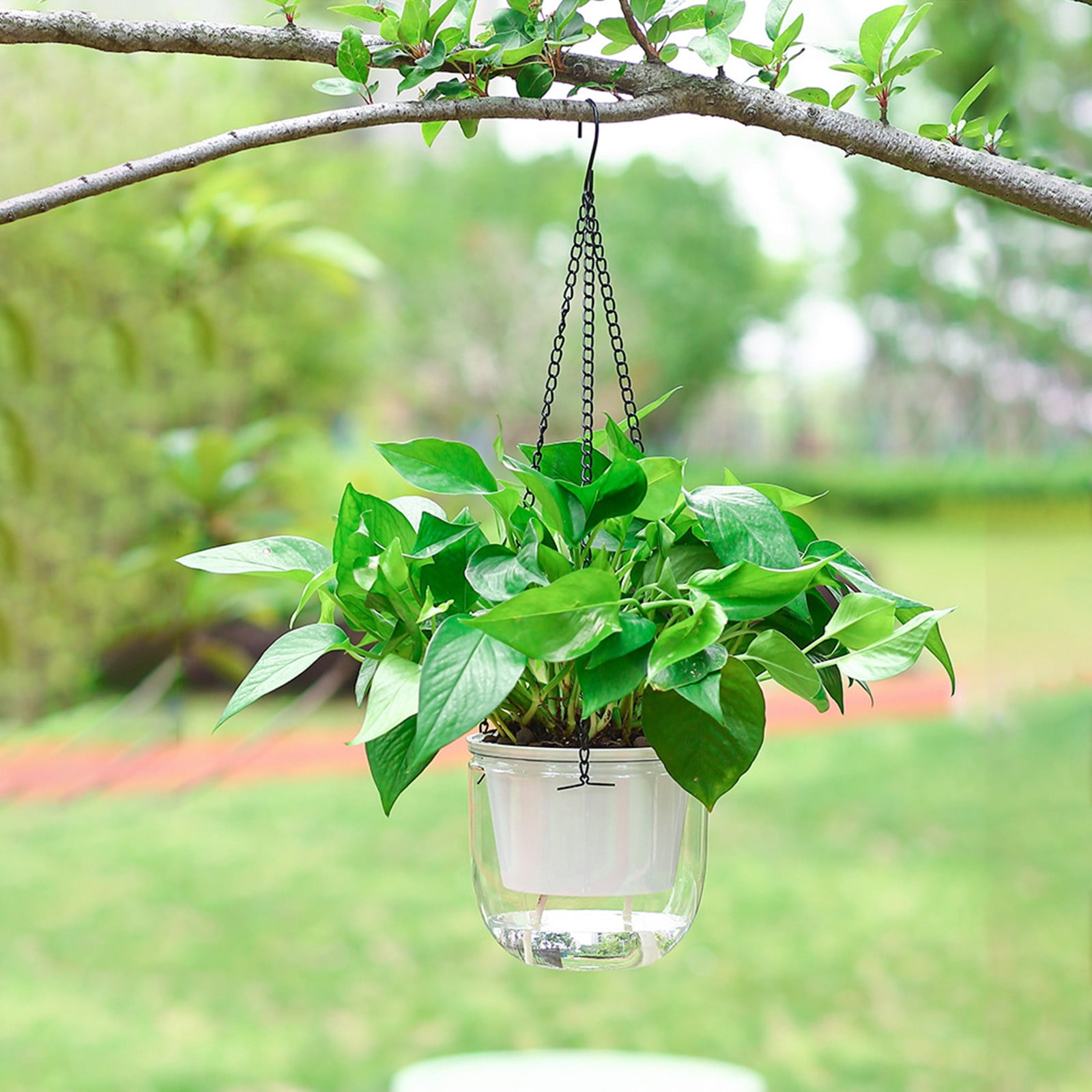 Fast Shipping Available, Transparent Water Storage Pot, Auto Water Absorption, Small Potted ...