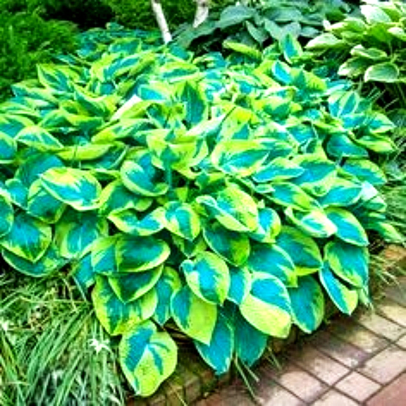Fast-growing hosta plants to add fresh greenery to your garden ...