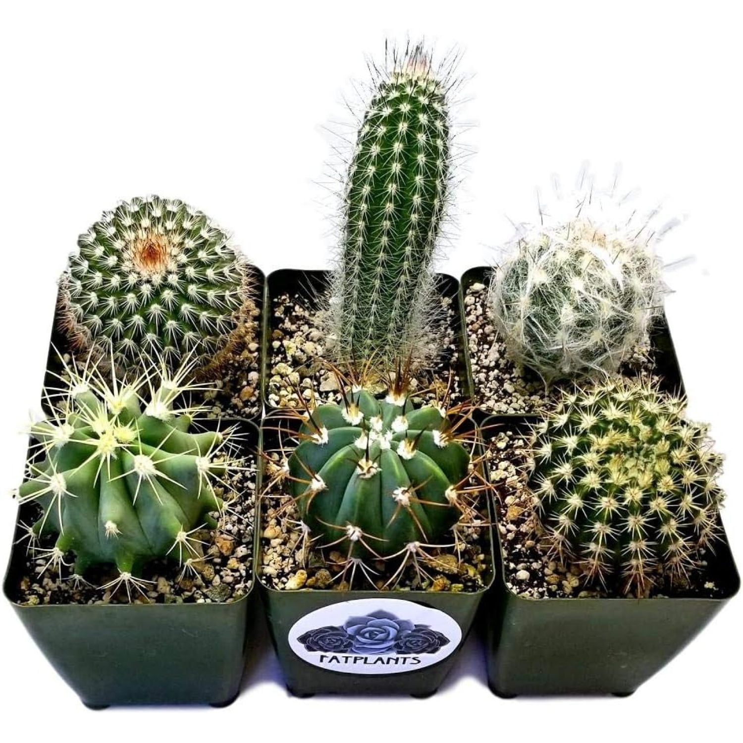 Fat Plants San Diego Cactus Plants. Variety Package of Indoor or ...