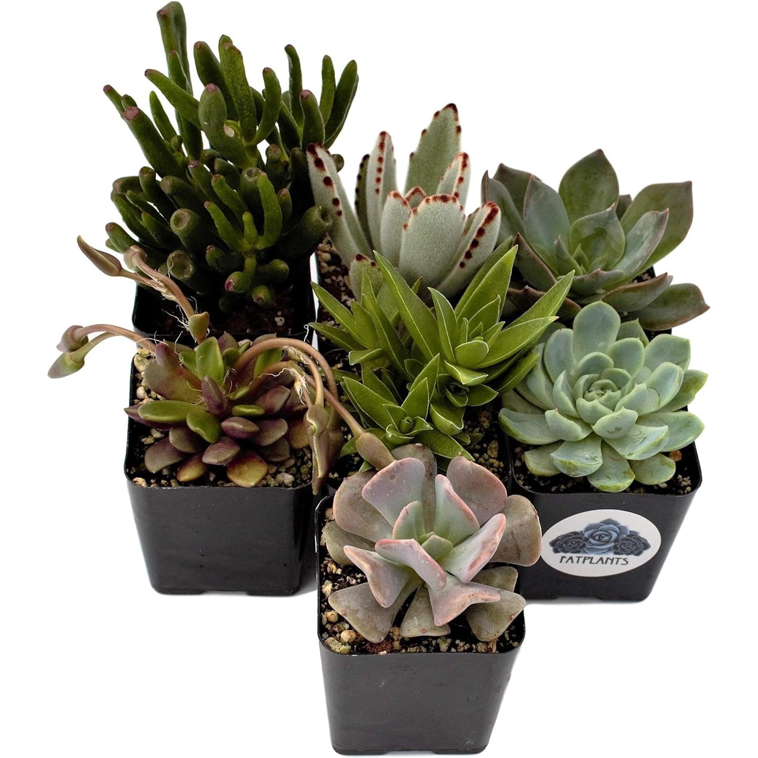 Fat Plants San Diego Premium Succulent Plant Variety Package. Live ...