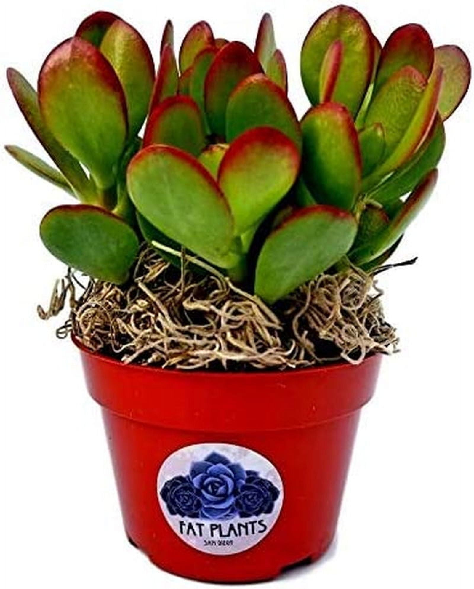 Fat Plants San Diego Succulent Plant(S) Fully Rooted in 4 Inch Planter ...