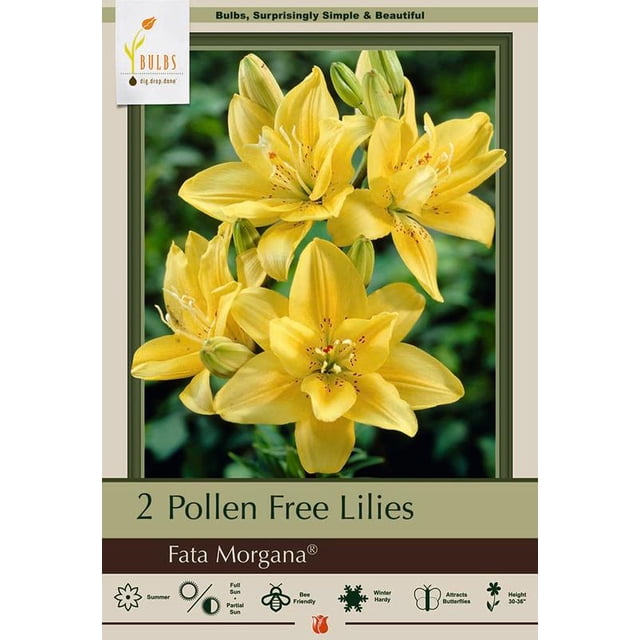 Fata Morgana Double Asiatic Lily - 2 Bulbs 14/16 cm - Bright Yellow ...