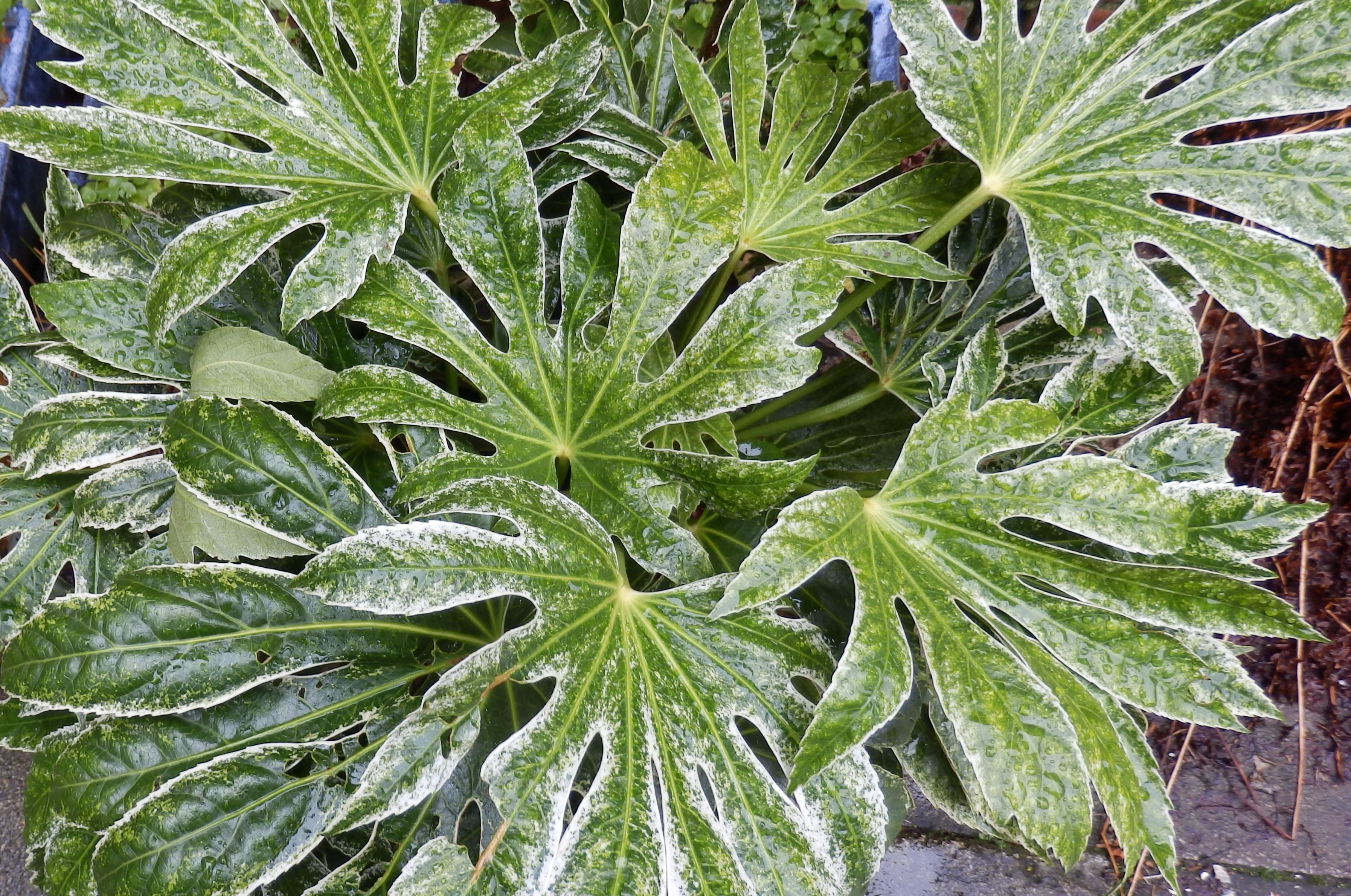 Fatsia japonica ‘Spider’s Web’ -Japanese Variegated Aralia- Live ...