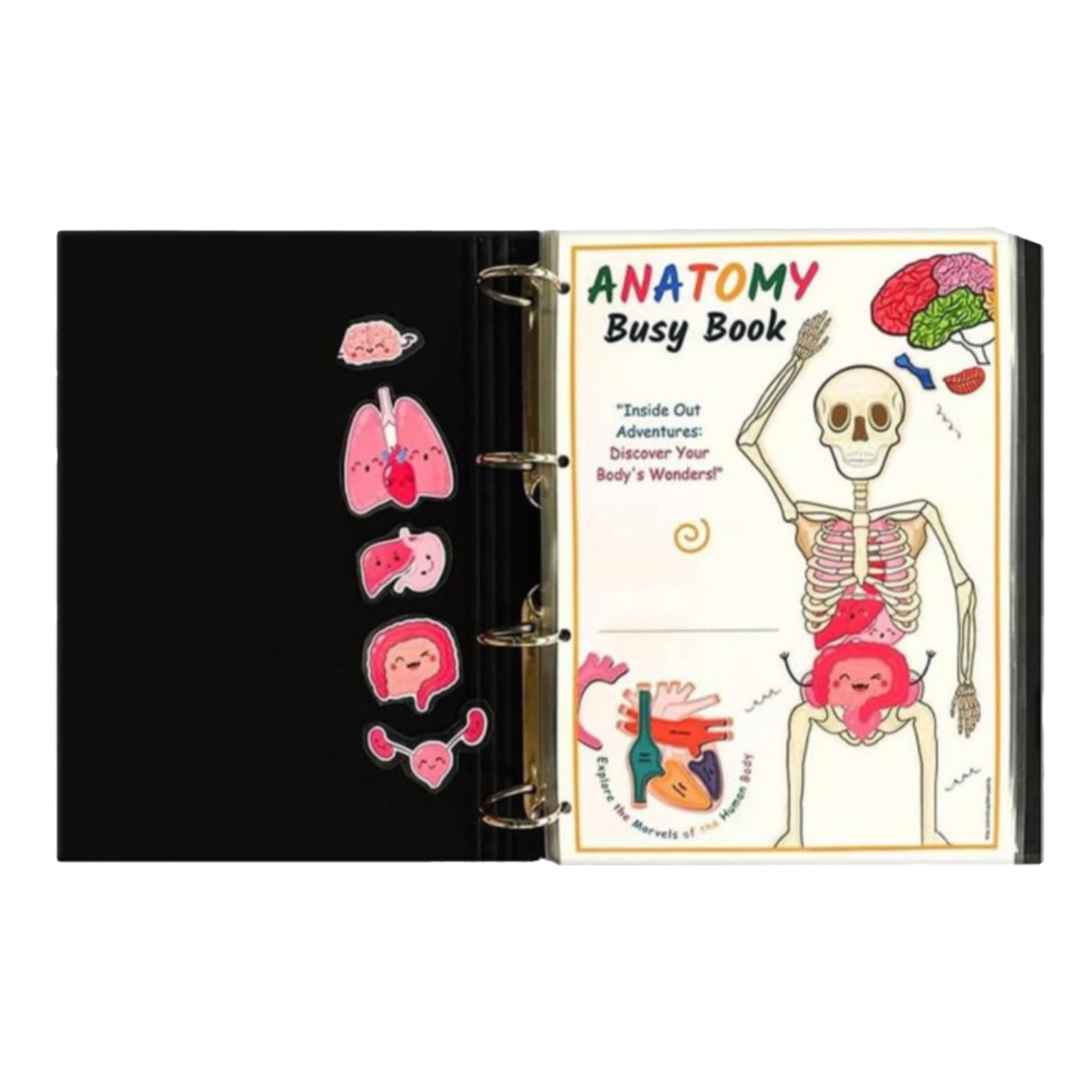 Fattazi Human Anatomy Busy Book Human Body Anatomy Busy Book For Kids ...