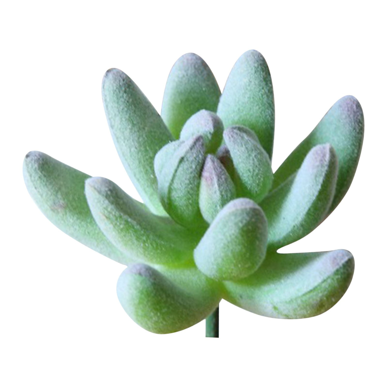 Faux Succulents, Artificial Succulent Plants, Realistic Flocked ...
